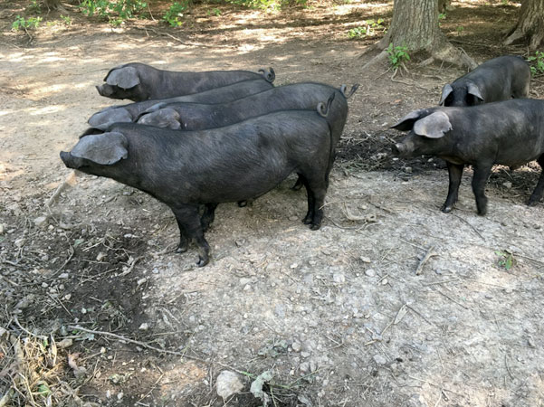 Porkstork | LARGE BLACK PIGS