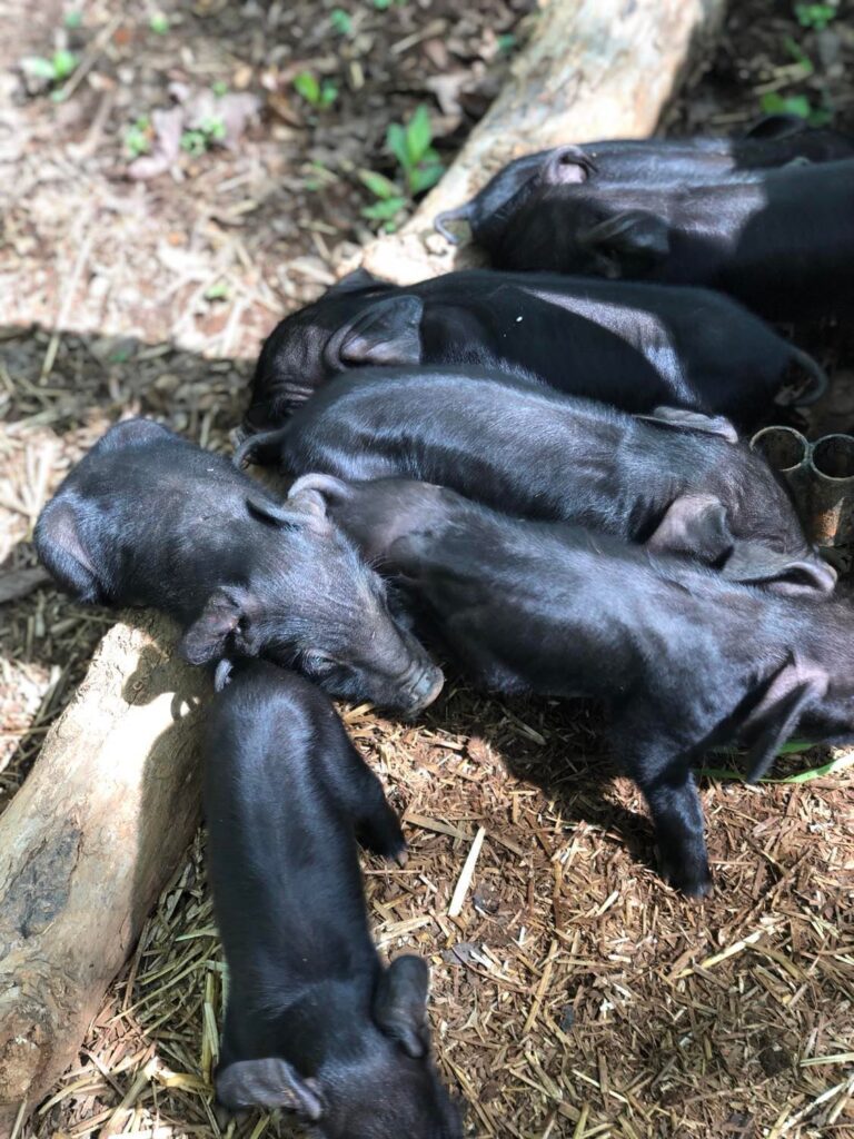 Porkstork | Product/Services